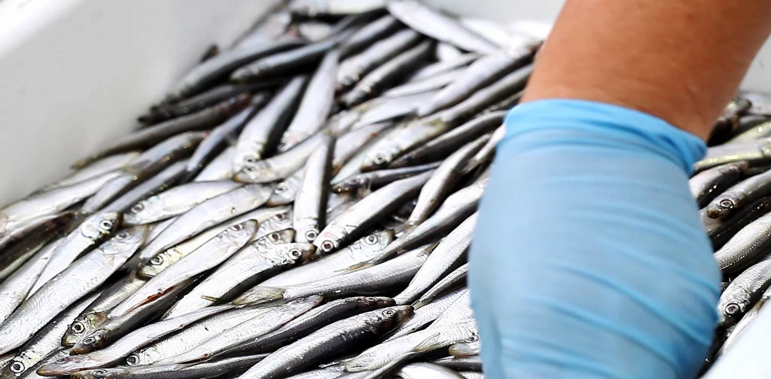 Scalia Sicilian Anchovies - www.cibosano.co.uk - Our Blog